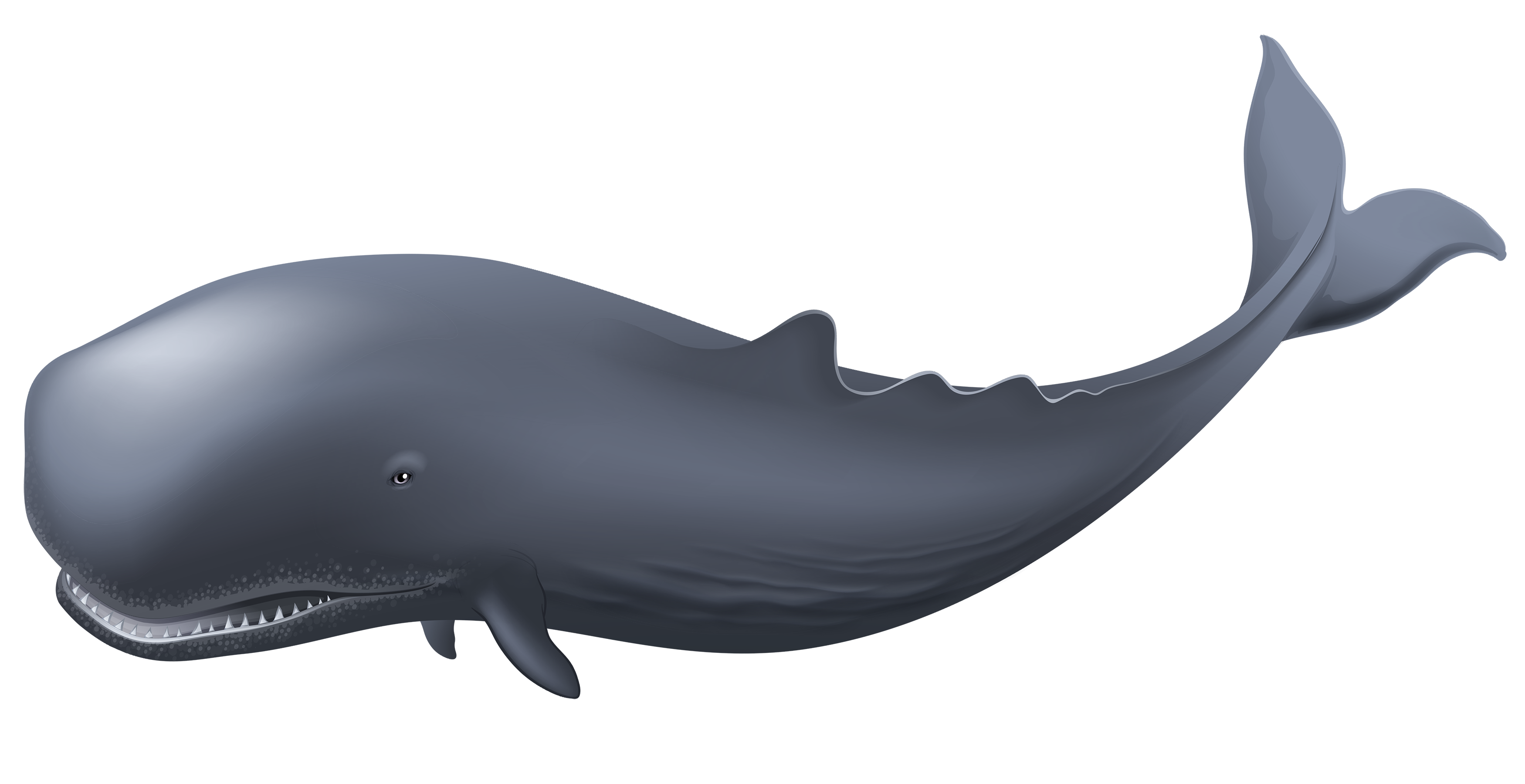 Angry Whale Image PNG Transparent Background, Free Download #47799 ...