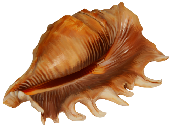 Brown Pointy Conch Image PNG Transparent Background, Free Download ...