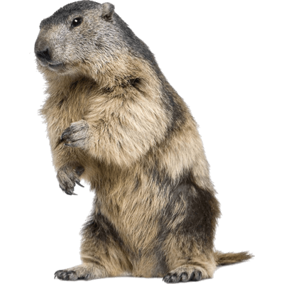 Cute White Hairy Beaver Pictures PNG Transparent Background, Free ...
