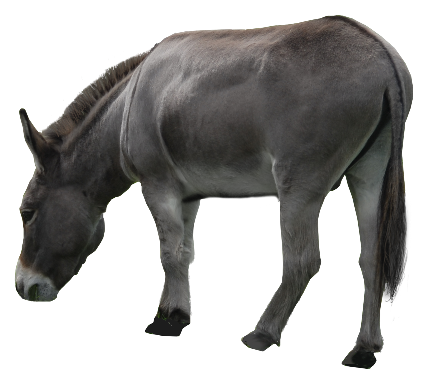 Hinny Photography Donkey PNG Transparent Background, Free Download ...