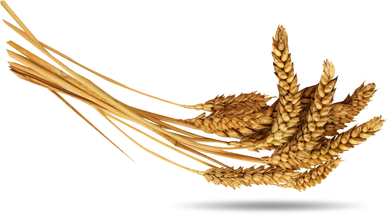 Horizontal Golden Yellow Wheat Pictures PNG Transparent Background ...