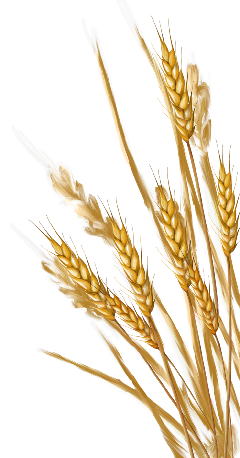 Original Wheat From The Field Pictures Clipart PNG Transparent ...