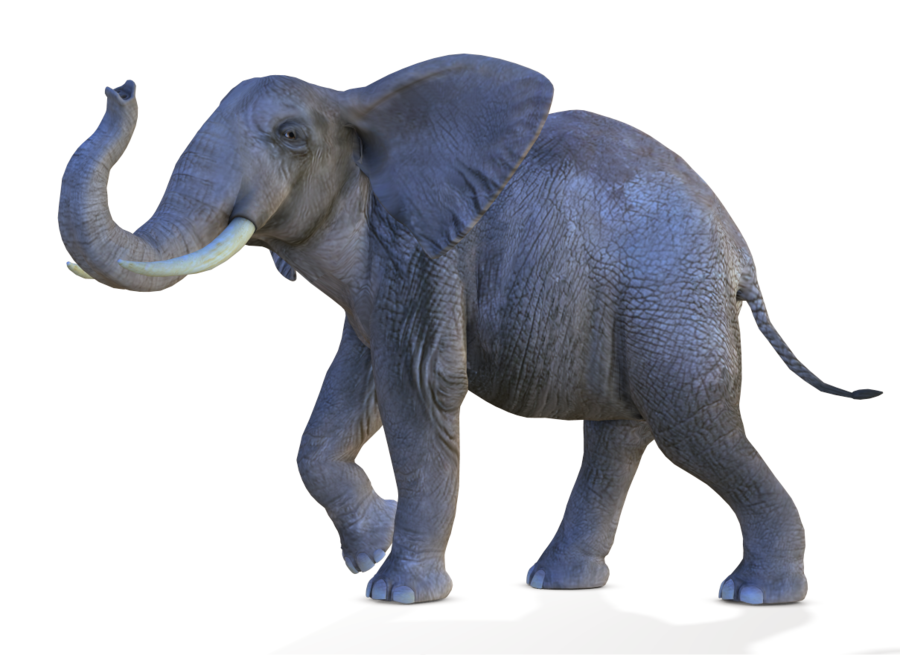 Elephant Transparent PNG Pictures - Free Icons and PNG Backgrounds