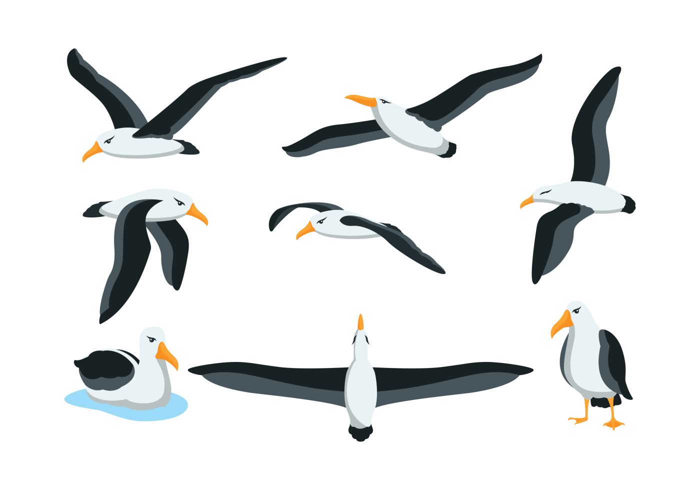 Albatross Familys Images PNG Transparent Background, Free Download ...
