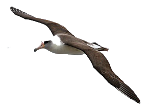 Albatross PNG, Albatross Transparent Background - FreeIconsPNG