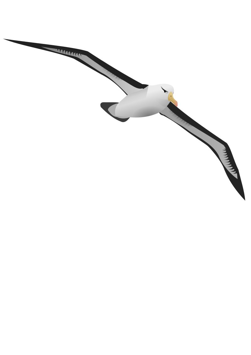 Albatross PNG, Albatross Transparent Background - FreeIconsPNG