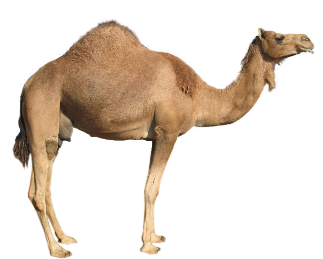 Camel PNG, Camel Transparent Background - FreeIconsPNG