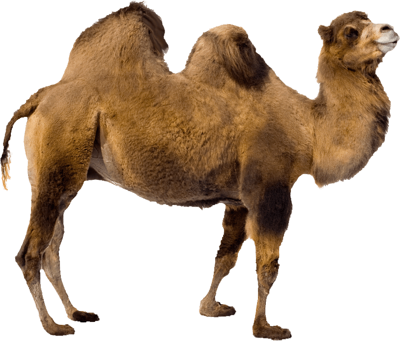 Free Camel Download Images PNG Transparent Background, Free Download ...