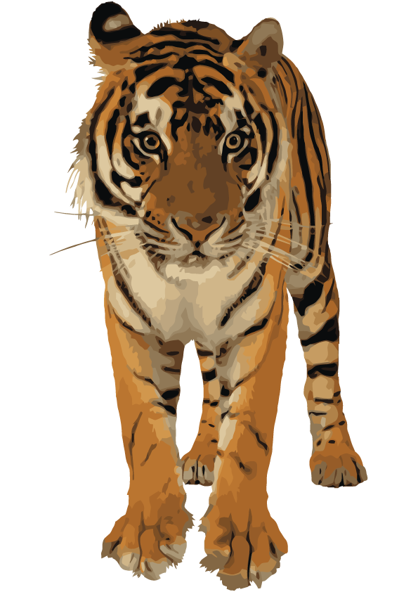 Clipart Best Tiger PNG Transparent Background, Free Download #39200 - FreeIconsPNG