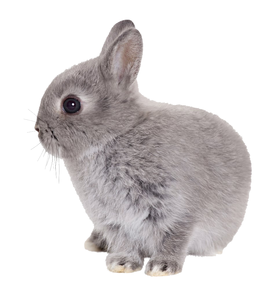 Babby Rabbit PNG Transparent Background, Free Download #40317 ...