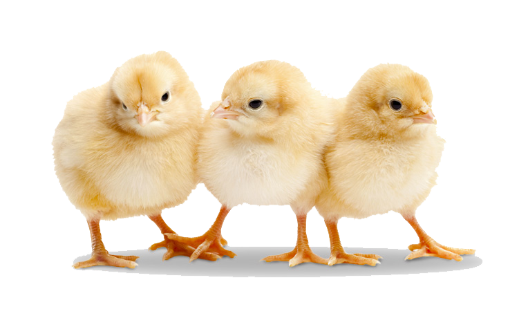 Baby Chickens PNG Transparent Background, Free Download #40296 ...