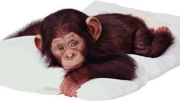 Baby Monkey PNG Transparent Background, Free Download #26171 - FreeIconsPNG