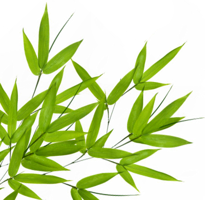 Bamboo Leaf PNG Transparent Background, Free Download #40481 - FreeIconsPNG