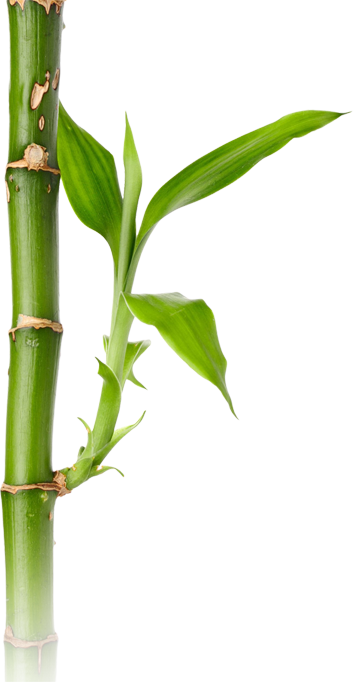 Background Bamboo PNG Transparent Background, Free Download #40477 ...