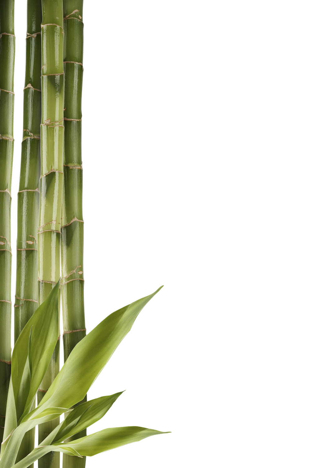 Download Images Bamboo Free PNG Transparent Background, Free Download ...