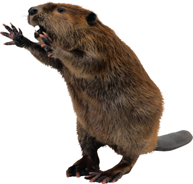 Beaver PNG, Beaver Transparent Background - FreeIconsPNG