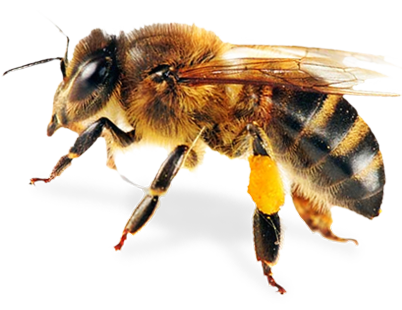 Bee Image PNG Transparent Background, Free Download #45411 - FreeIconsPNG