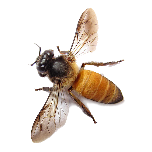 Bee Image PNG Transparent Background, Free Download #45388 - FreeIconsPNG