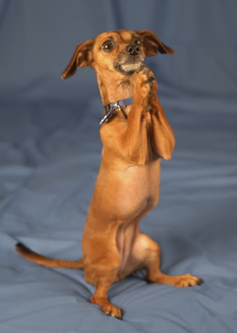 Icon Vector Begging PNG Transparent Background, Free Download #14525 ...