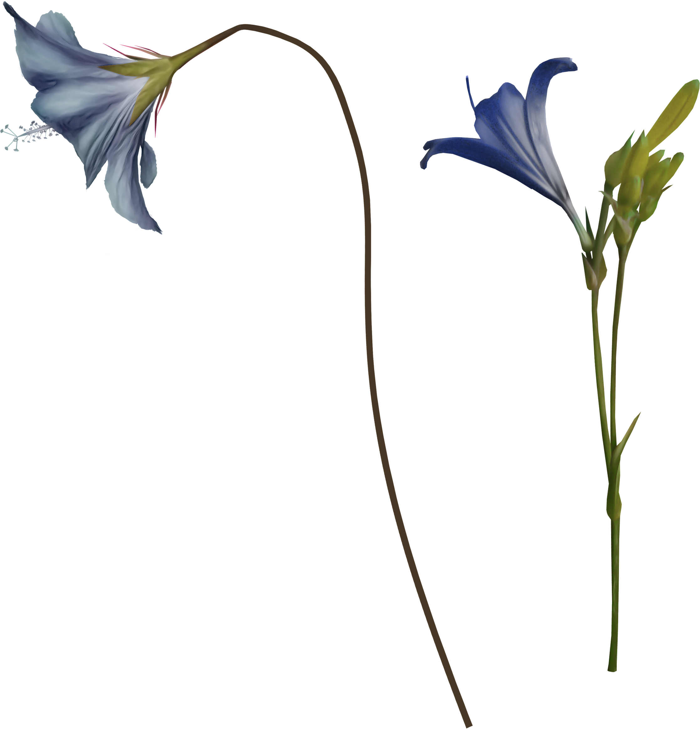 Bellflower Single Flowers Picture PNG Transparent Background, Free ...