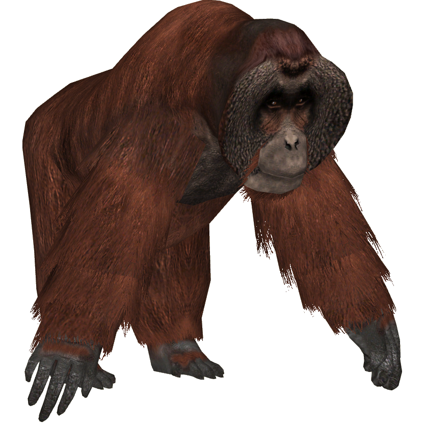Big And Strong Orangutan Picture PNG Transparent Background, Free ...