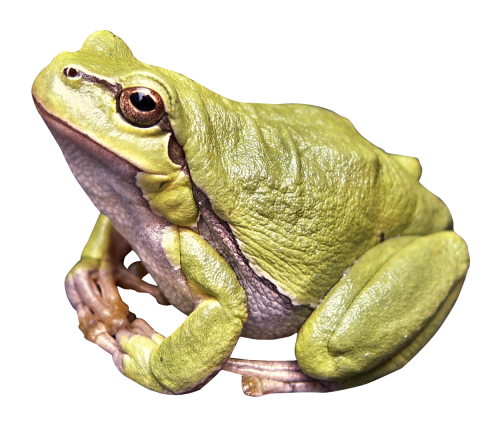 Big Frog Image PNG Transparent Background, Free Download #43138 ...