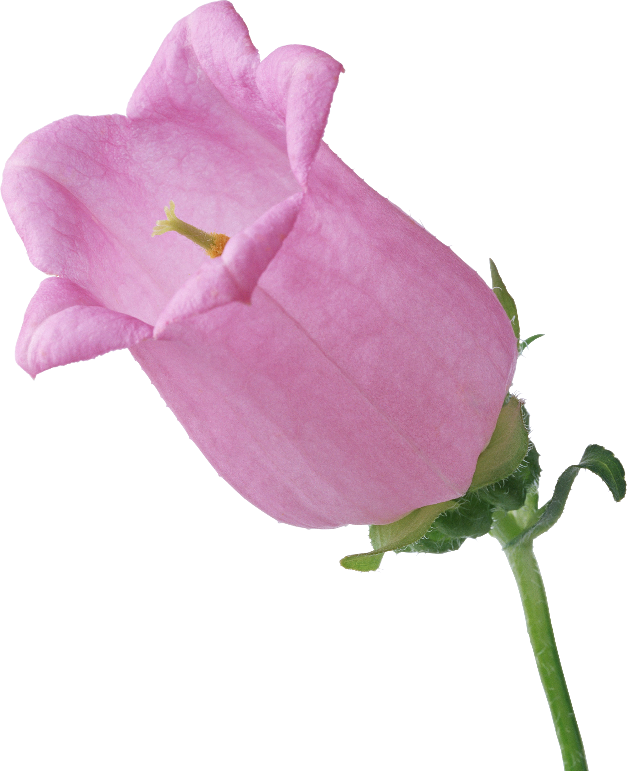 Big Pink Single Bellflower Branch Flower PNG Transparent Background ...