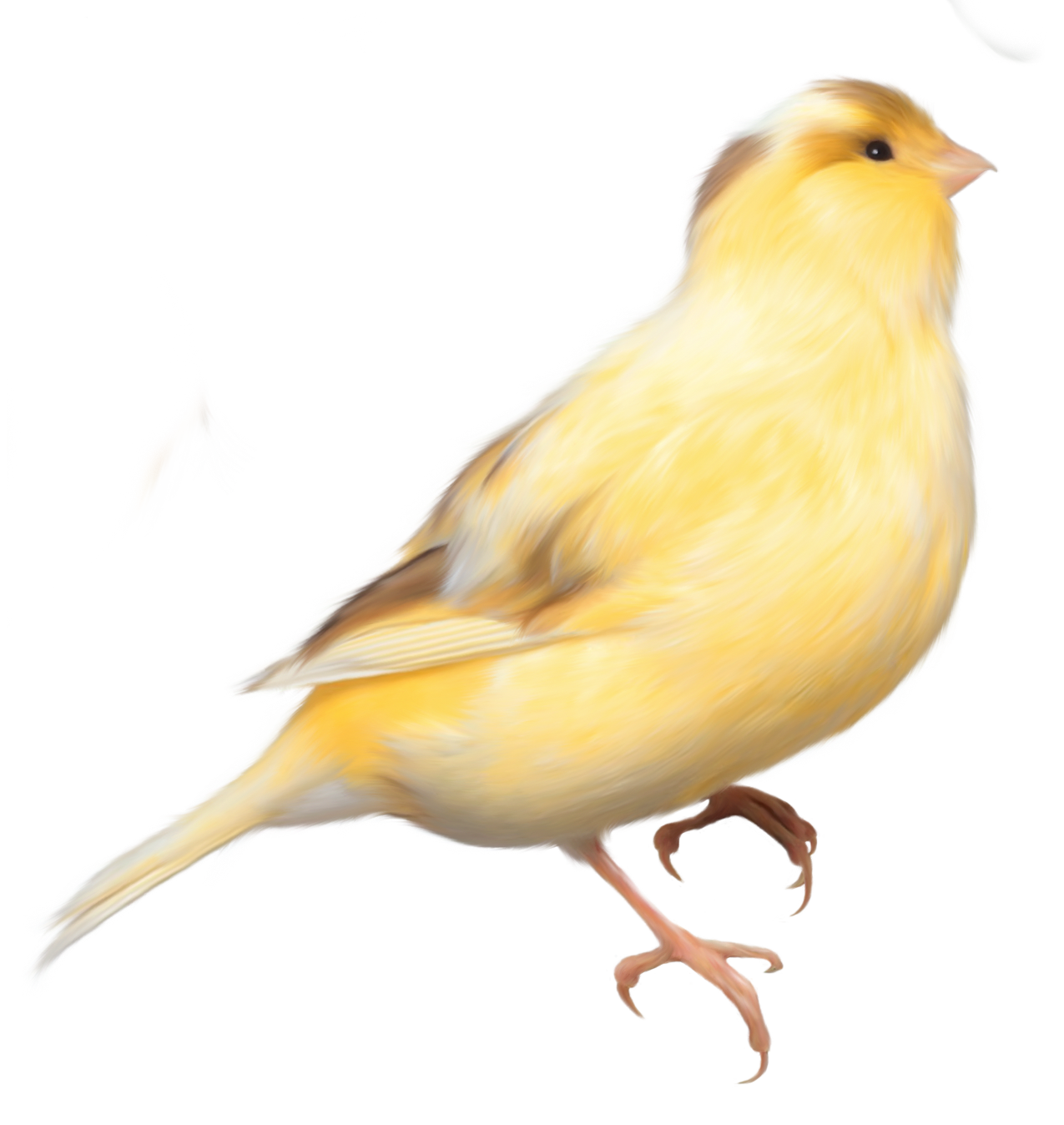 Image Birds PNG Transparent Background, Free Download #3509 - FreeIconsPNG