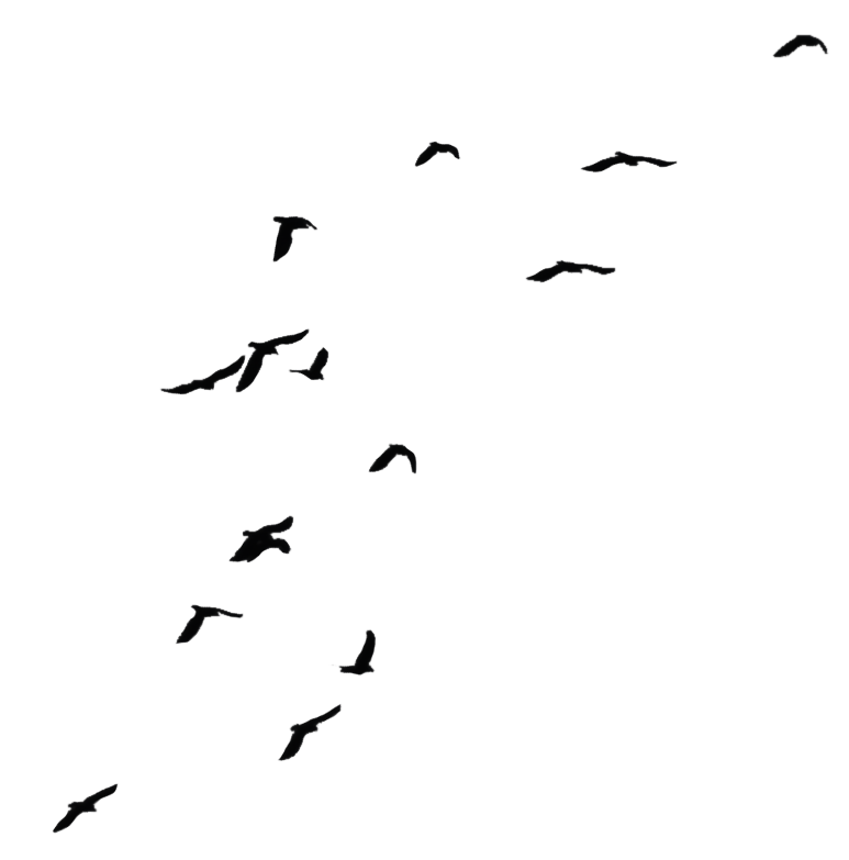 Birds PNG, Birds Transparent Background - FreeIconsPNG