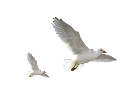 Birds PNG, Birds Transparent Background - FreeIconsPNG