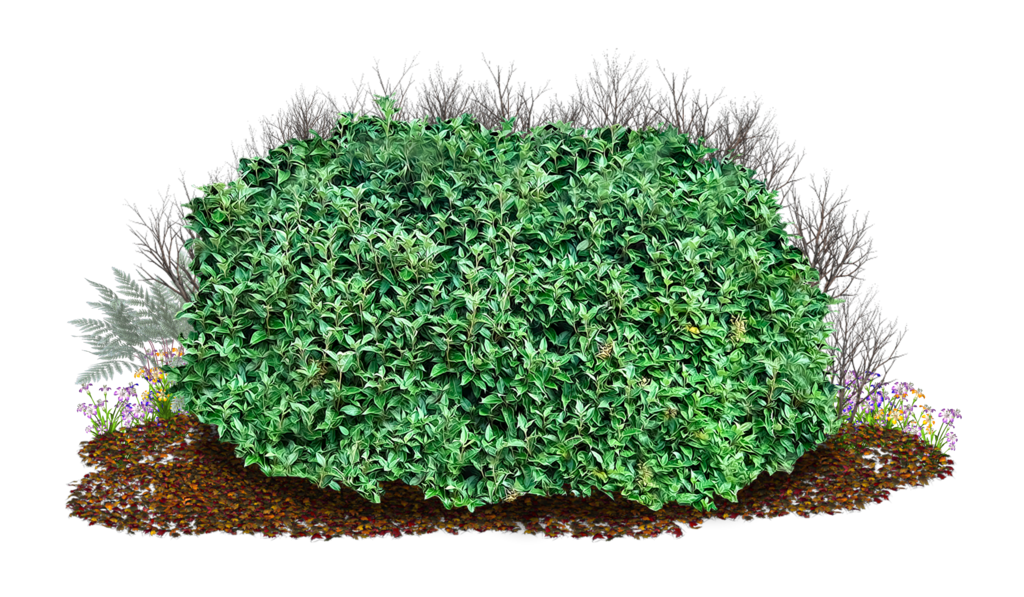 Bushes PNG, Bushes Transparent Background - FreeIconsPNG