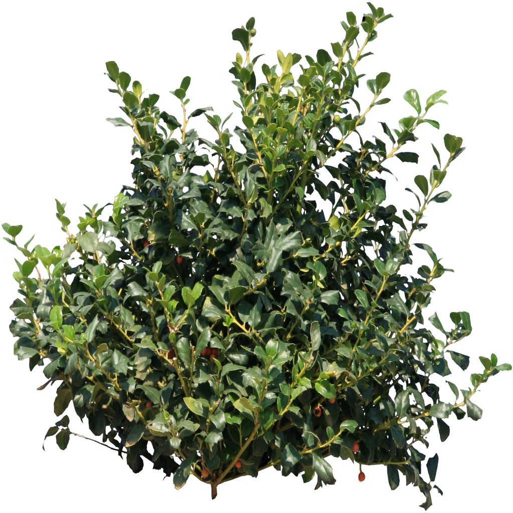 Bushes Tree PNG Transparent Background, Free Download #42035 - FreeIconsPNG