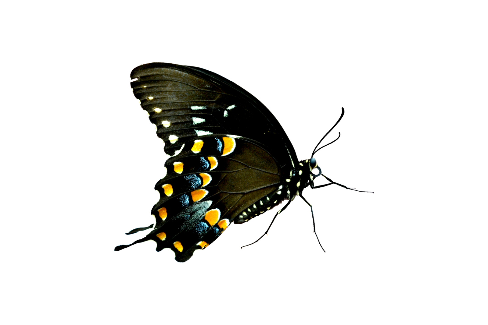 Butterfly Png Free Icons And Png Backgrounds