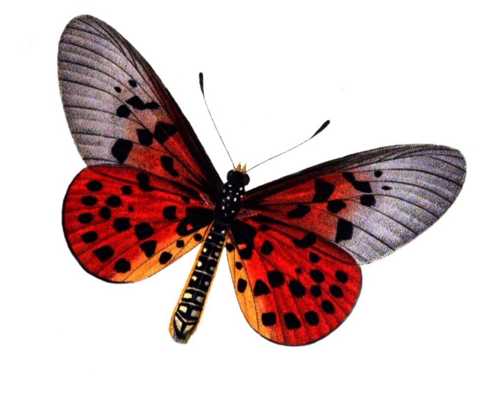 Free Download Of Butterfly Icon Clipart PNG Transparent Background ...