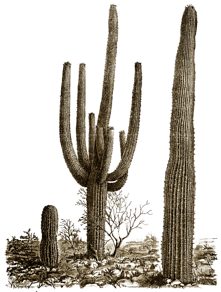 Cactus Best Images Clipart Free PNG Transparent Background, Free ...