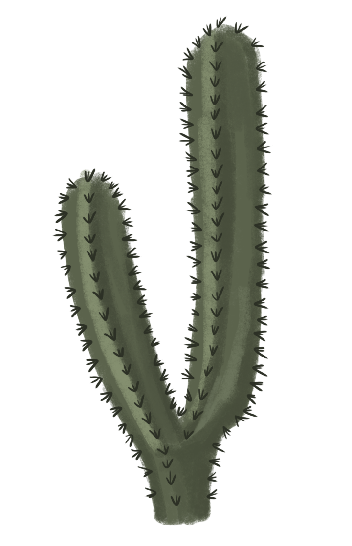 Cactus PNG, Cactus Transparent Background - FreeIconsPNG