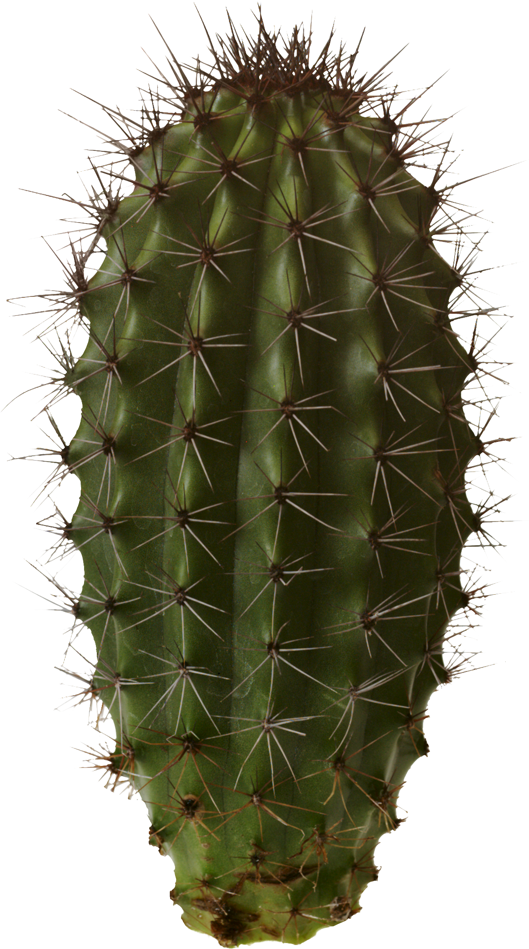 Collection Cactus Clipart PNG Transparent Background, Free Download ...