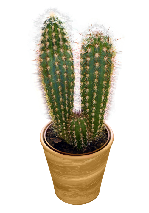 Images Free Cactus Download PNG Transparent Background, Free Download ...