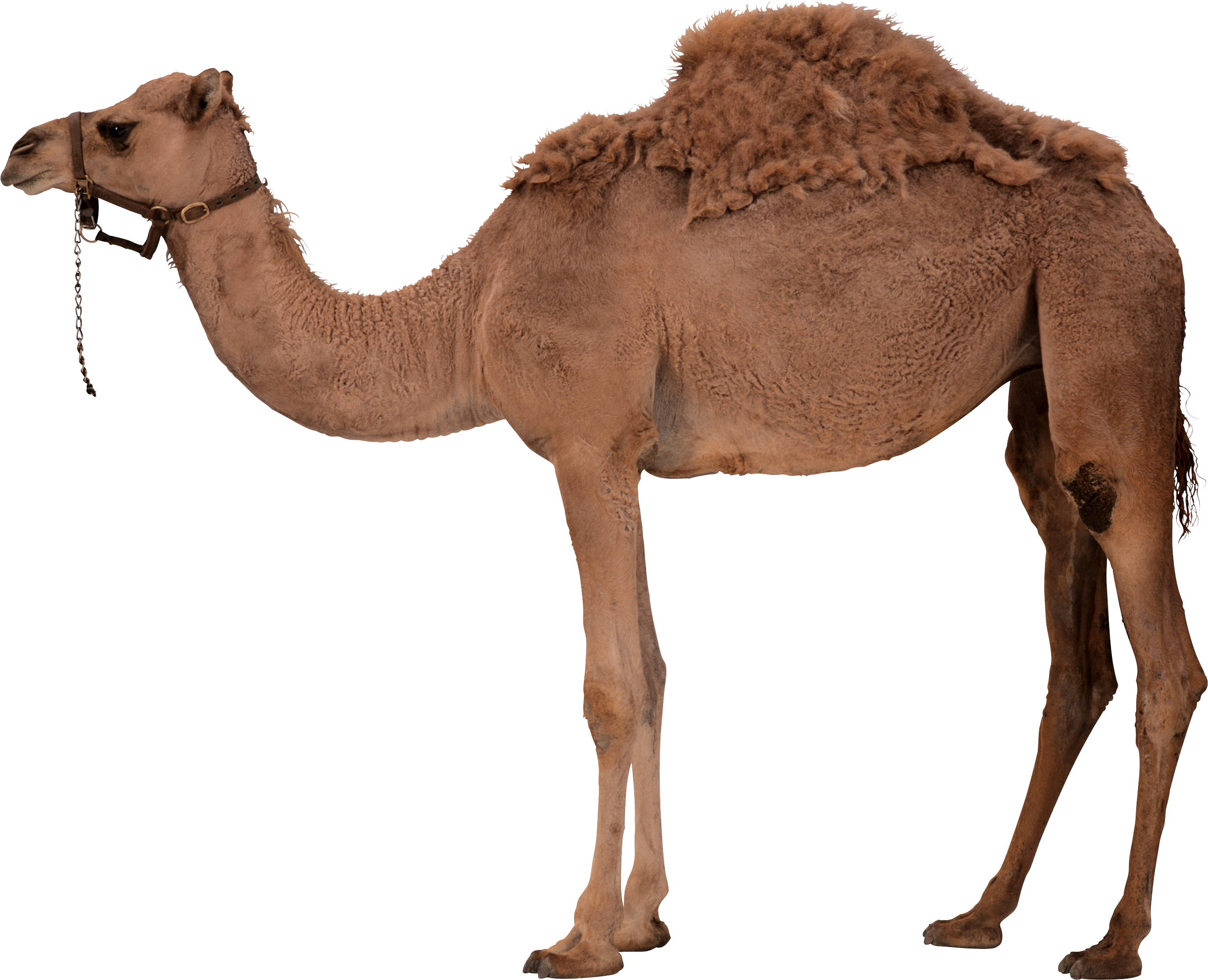 Camel Vector PNG Transparent Background, Free Download #37097 ...