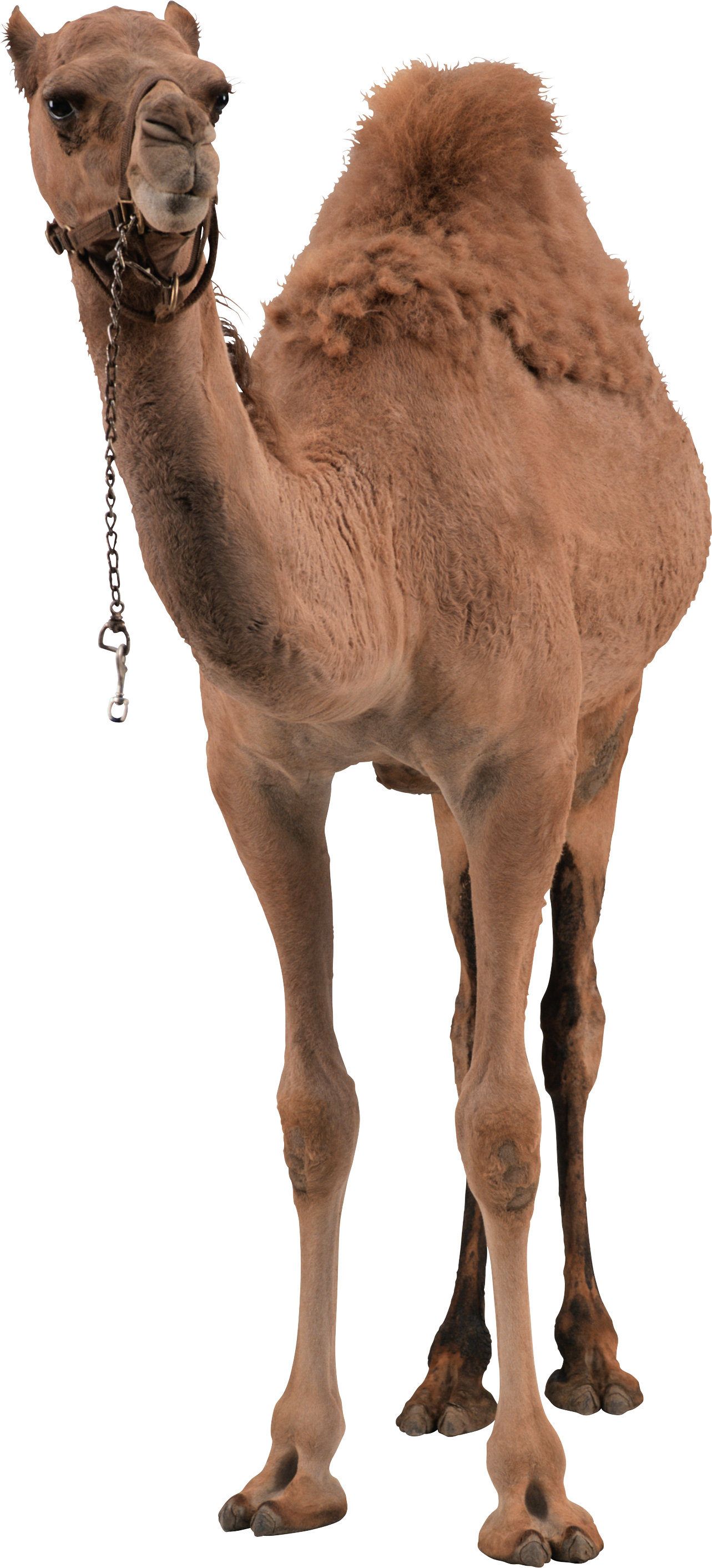 Camel PNG, Camel Transparent Background - FreeIconsPNG
