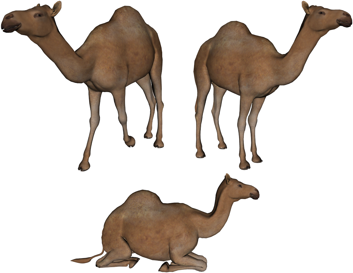 Camel Photo PNG Transparent Background, Free Download #37104 - FreeIconsPNG
