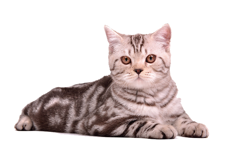 Cat Transparent PNG Pictures - Free Icons and PNG Backgrounds