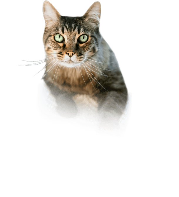 Scarry Cat PNG Transparent Background, Free Download #40373 - FreeIconsPNG