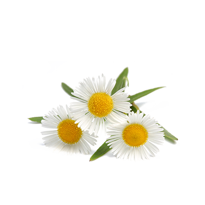 Chamomile Plant Oxeye Daisy German Chamomile Tea PNG Transparent ...
