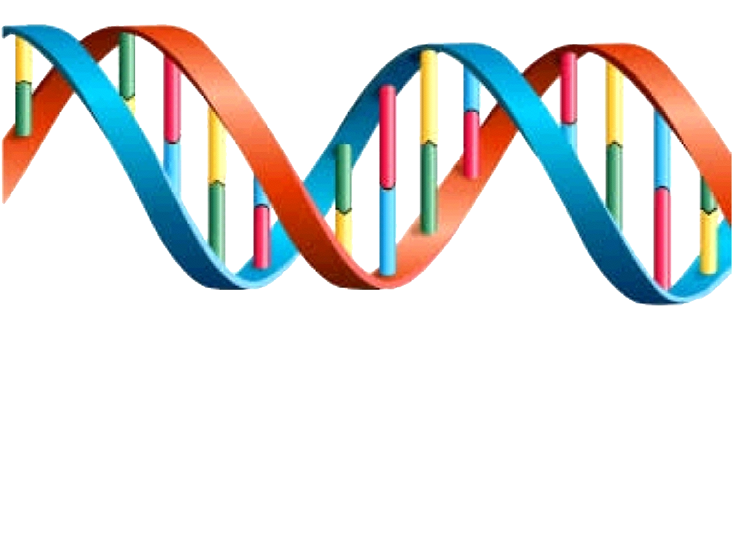 Dna PNG, Dna Transparent Background - FreeIconsPNG