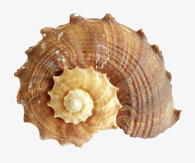 Conch Looking Snail Picture PNG Transparent Background, Free Download ...
