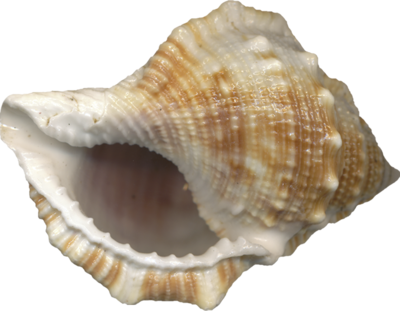 Conch Amazing Hd Picture PNG Transparent Background, Free Download ...