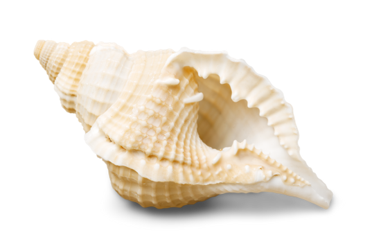 Conch Photo PNG Transparent Background, Free Download #48553 - FreeIconsPNG
