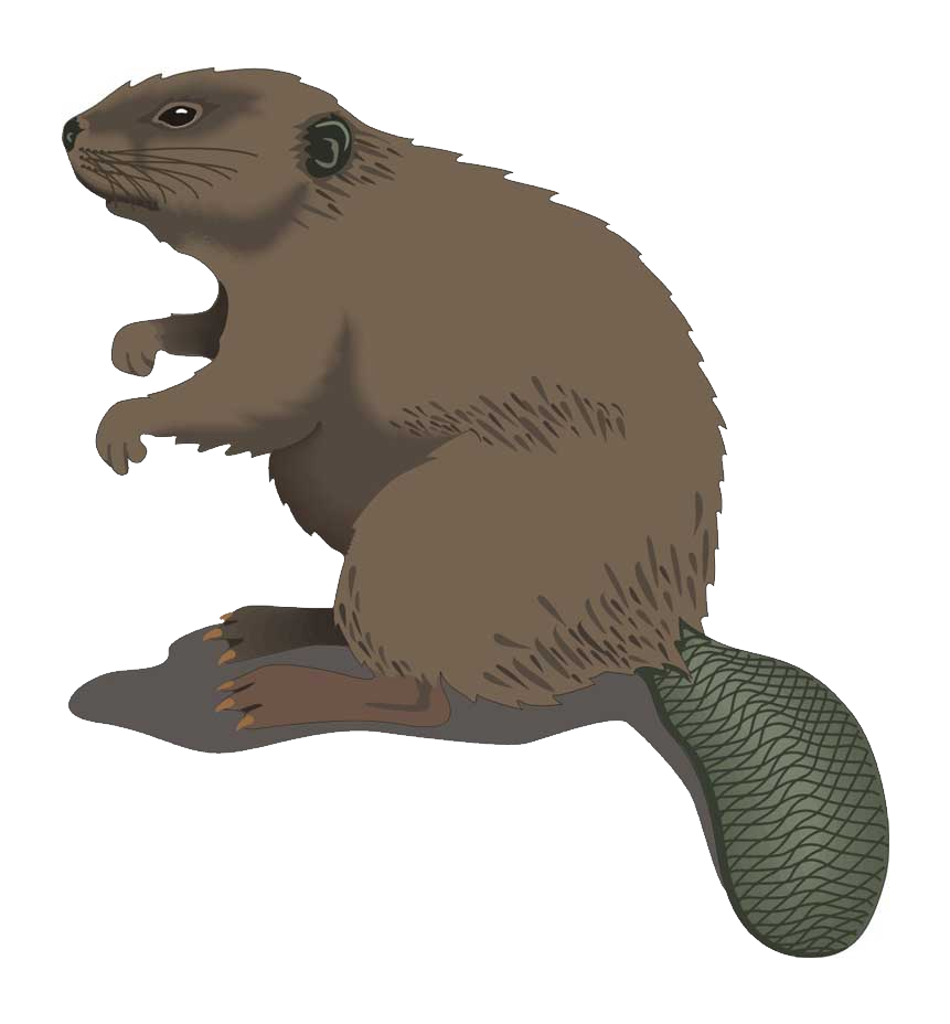 Confused Beaver Images PNG Transparent Background, Free Download #47733 ...