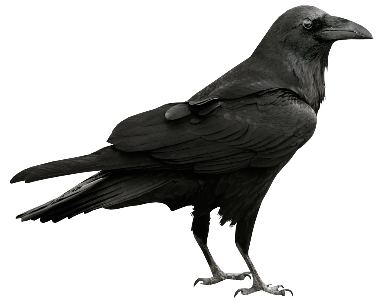 Cool Raven PNG Transparent Background, Free Download #32818 - FreeIconsPNG